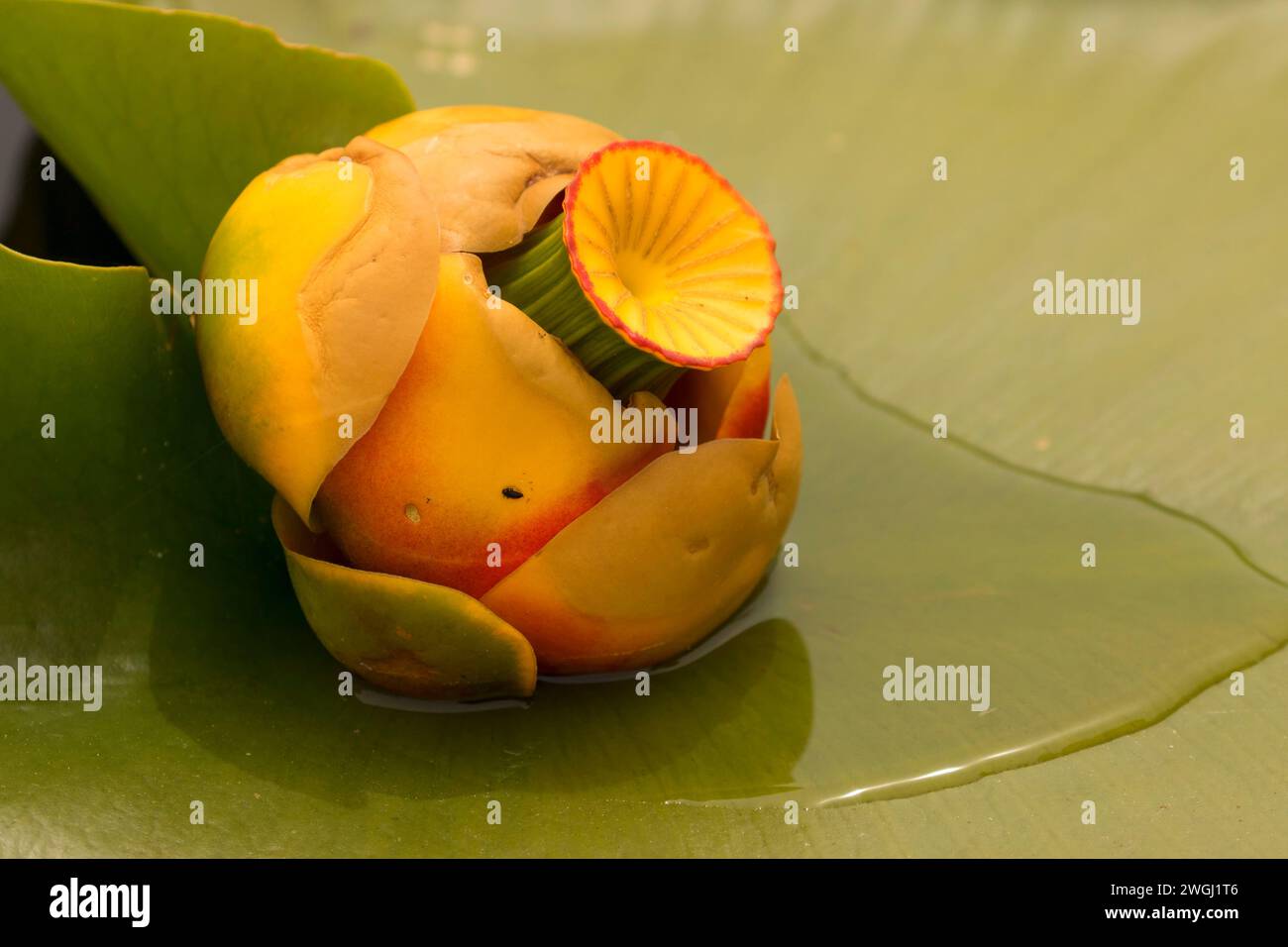 Wocus along Upper Klamath Canoe Trail, Winema National Forest, Volcanic ...