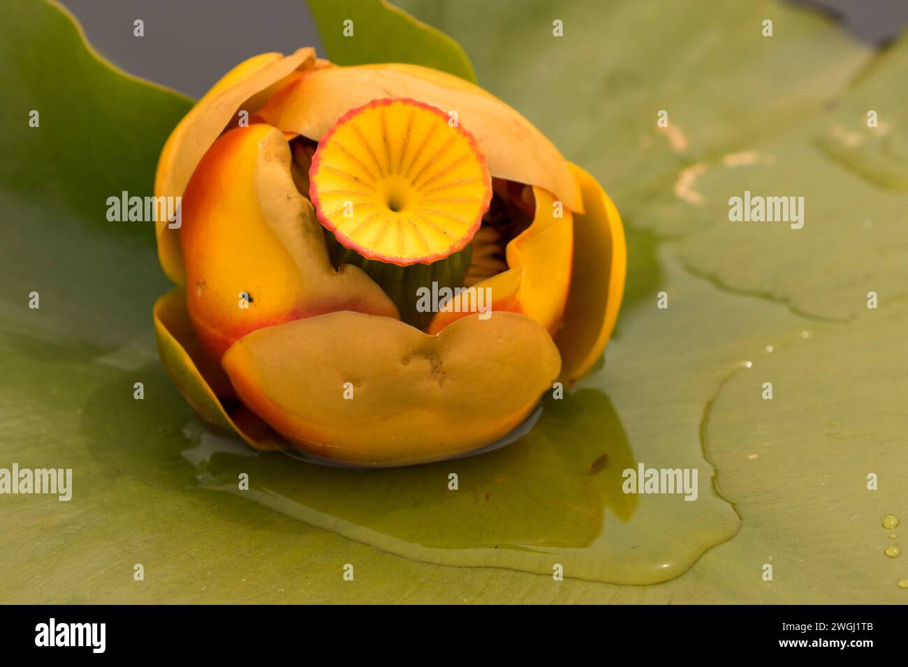 Wocus along Upper Klamath Canoe Trail, Winema National Forest, Volcanic ...