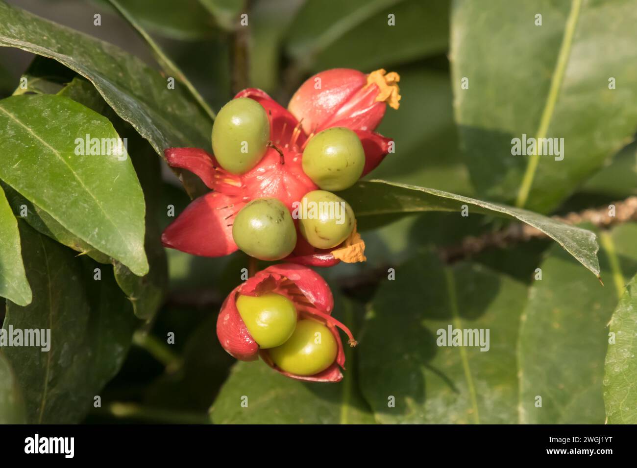 Ochna serrulata or small-leaved plane or carnival ochna bird's eye bush ...