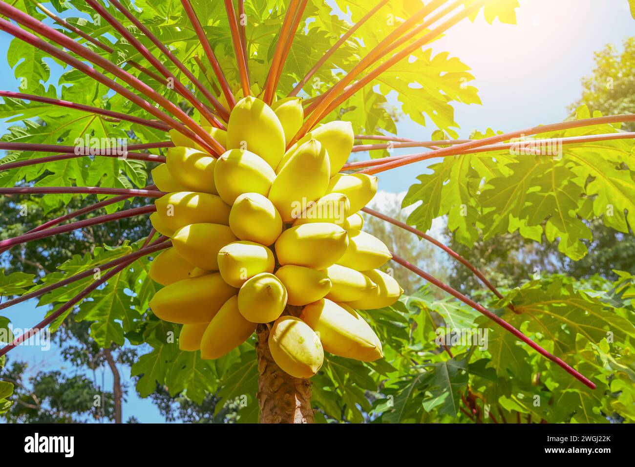 Papaya tree with ripening fruit hi-res stock photography and images - Alamy