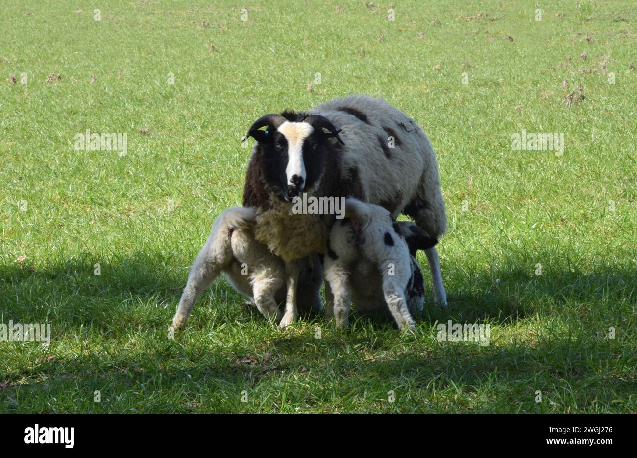 ewe feeding twin lambs Stock Photo - Alamy