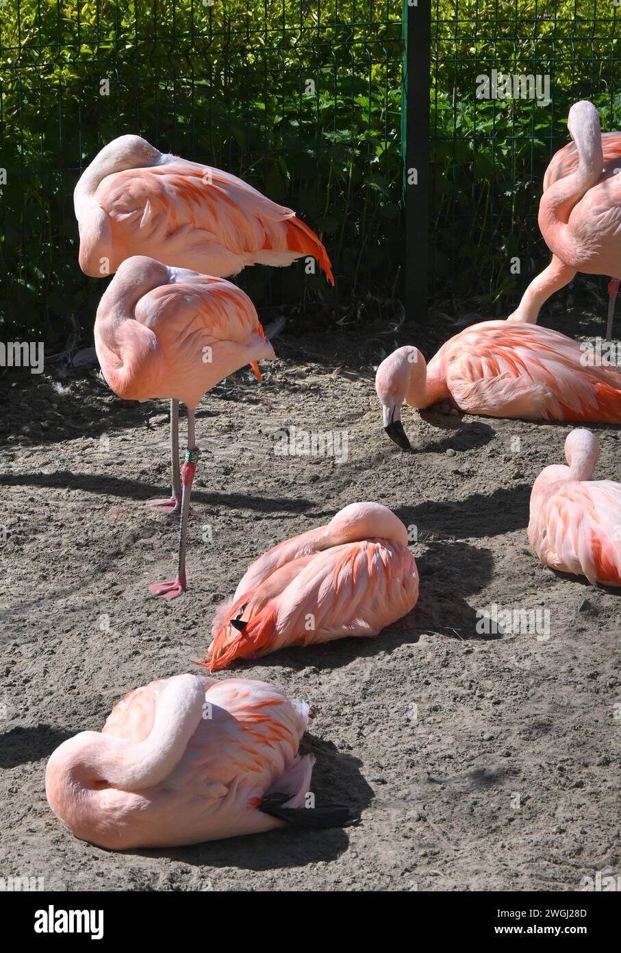 group of flamingoes Stock Photo - Alamy
