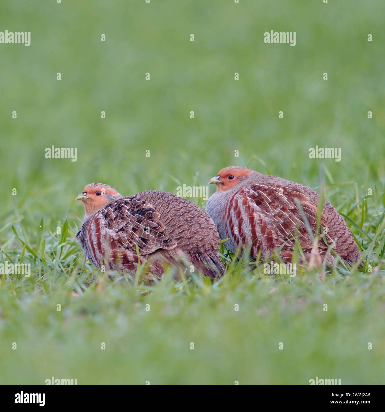 Feld zu gras hi-res stock photography and images - Alamy