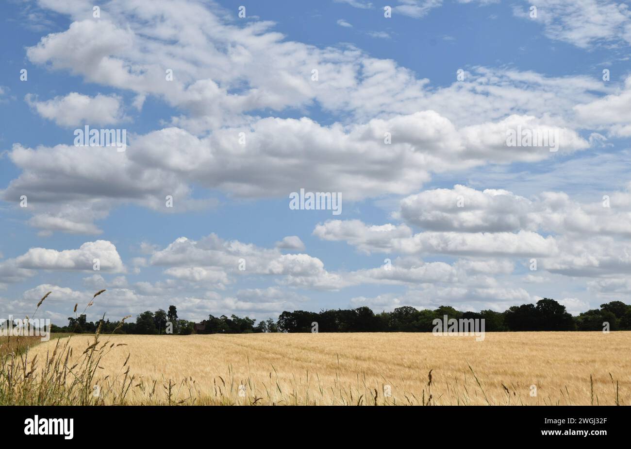 blue cloudy sky over field of barley Stock Photo - Alamy