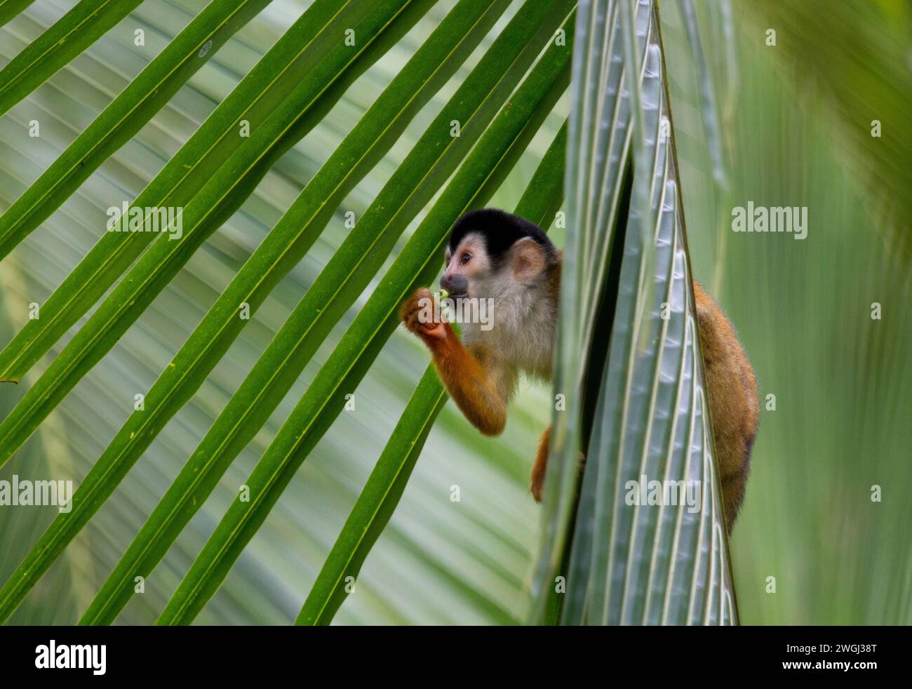 Red-backed squirrel monkey (Saimiri oerstedii) eating an insect on a ...