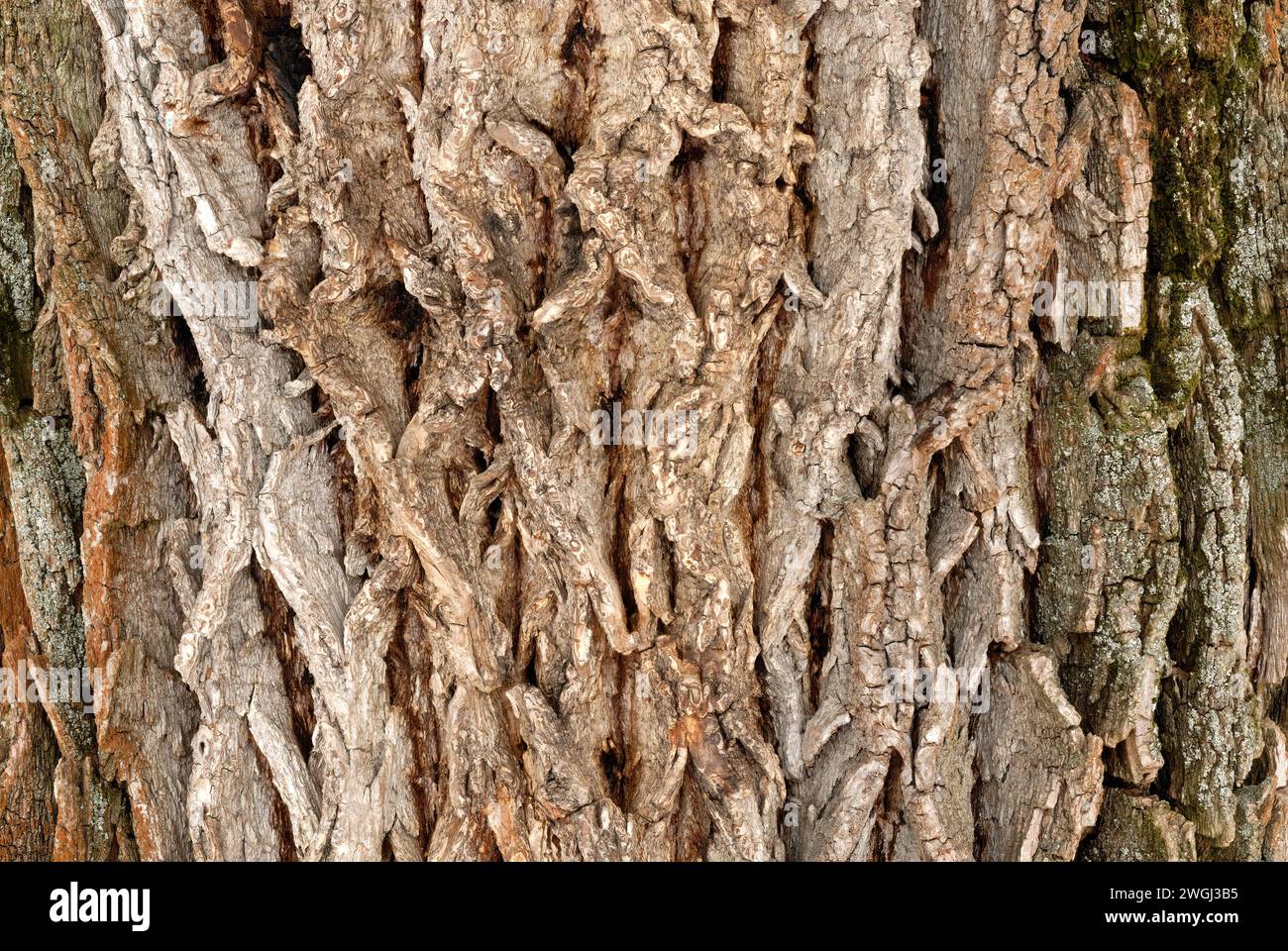 Wood texture, close up. Poplar Populus old tree trunk, cracked bark ...