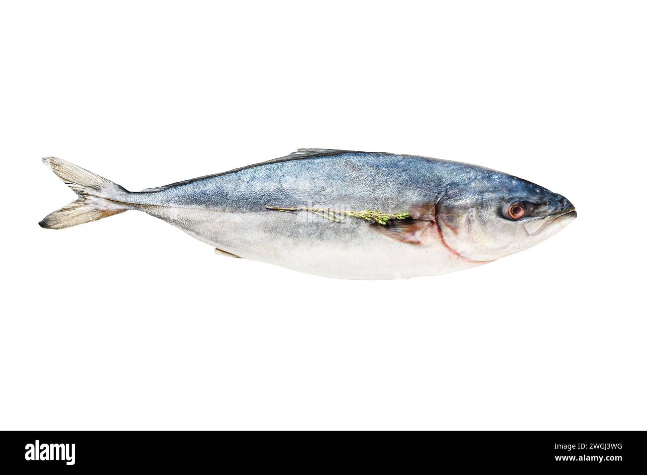 Fresh whole Japanese amberjack. Raw Fish Yellowtail. Isolated on white ...