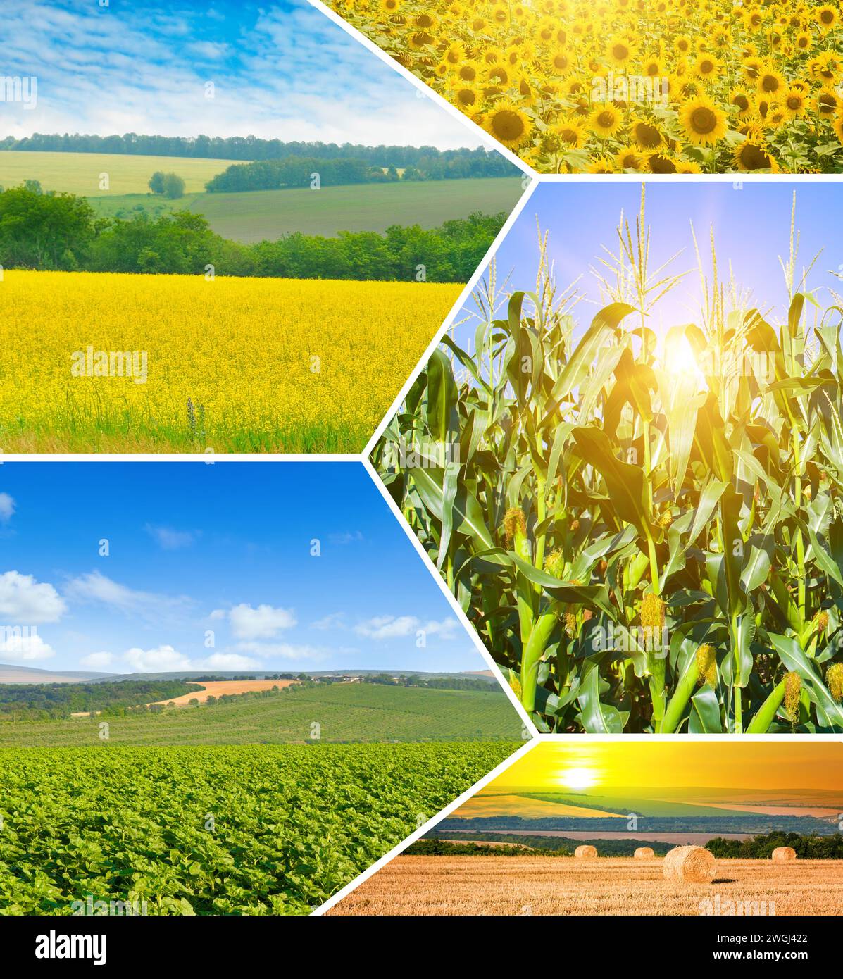 Agricultural fields and blue sky. Photo collage Stock Photo - Alamy