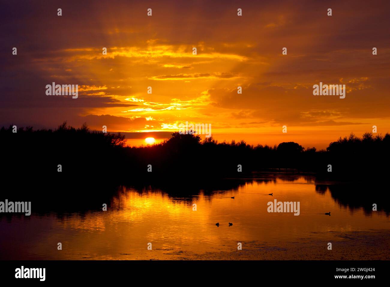 Sun rays in water bird hi-res stock photography and images - Alamy