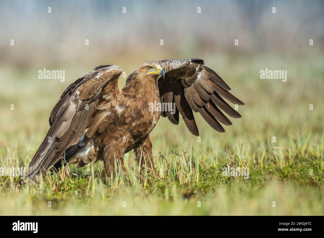 Birds of prey - Lesser Spotted Eagle Aquila pomarina , hunting time ...