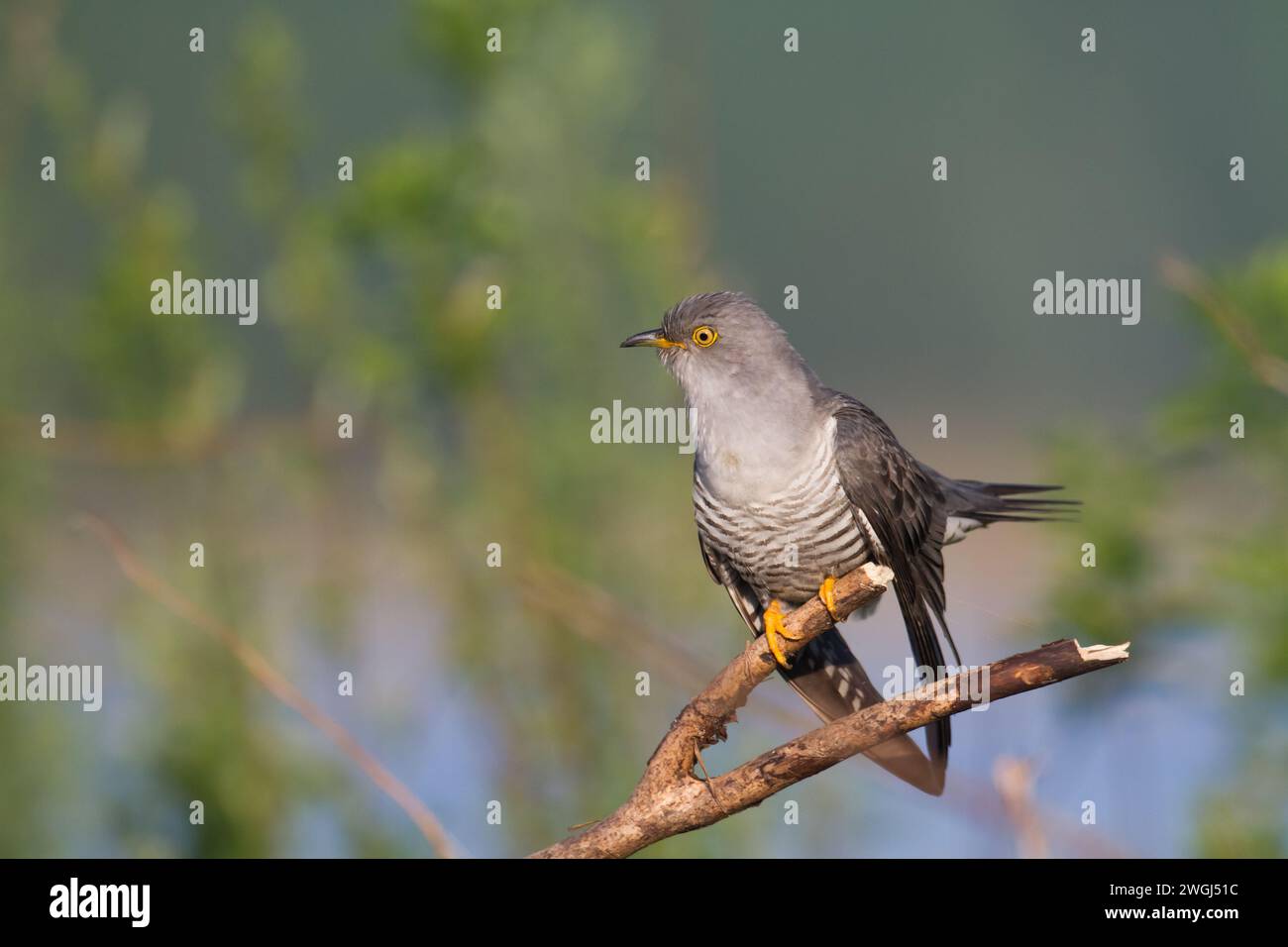 Cuckoo, Cuculus canorus, single bird - male on blurred background ...
