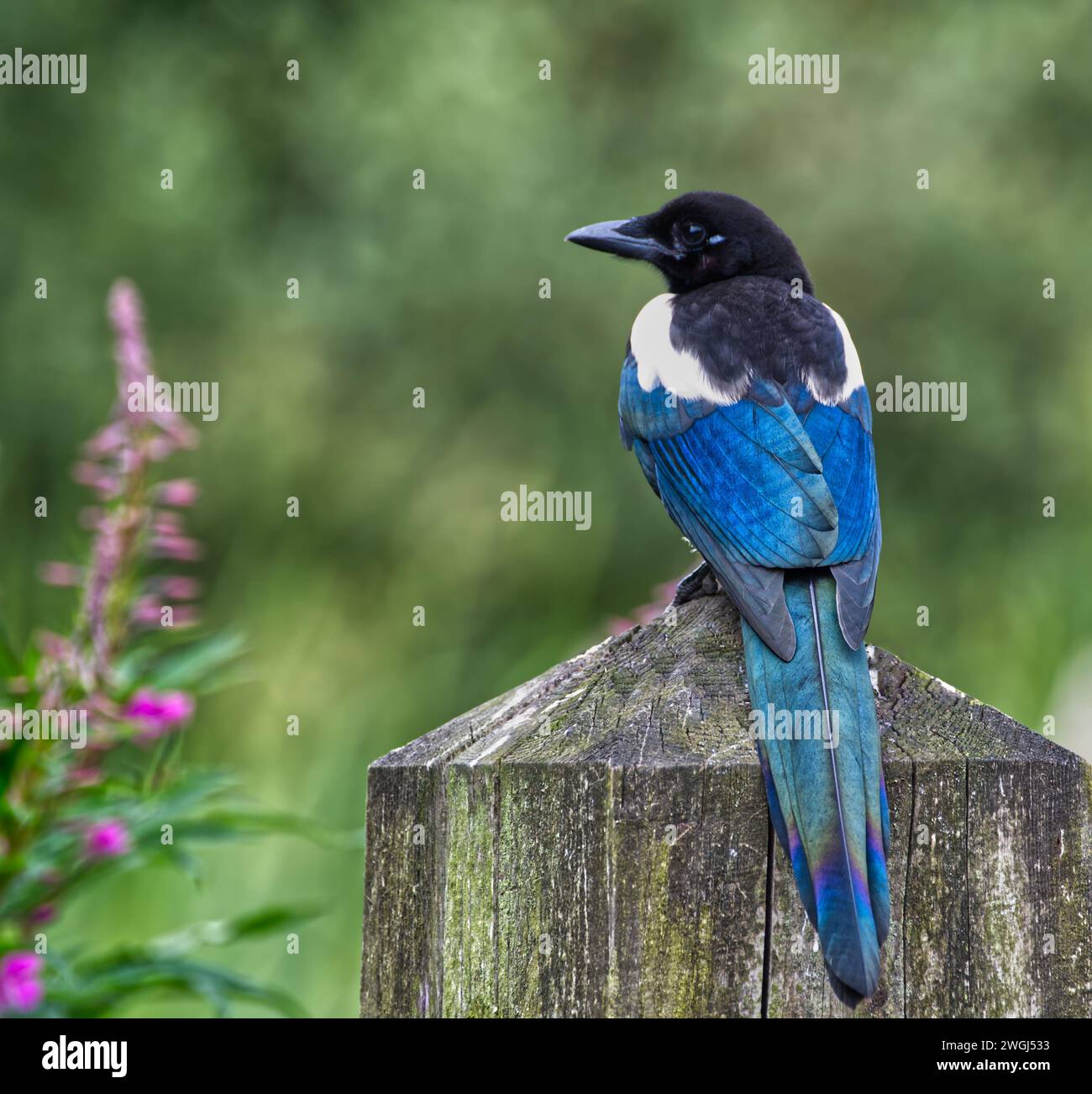 Handsome magpie hi-res stock photography and images - Alamy
