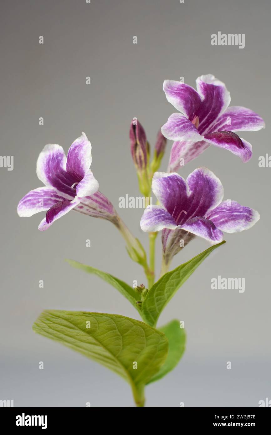 bellflowers, attractive and beautiful purple bell shaped flowers with ...