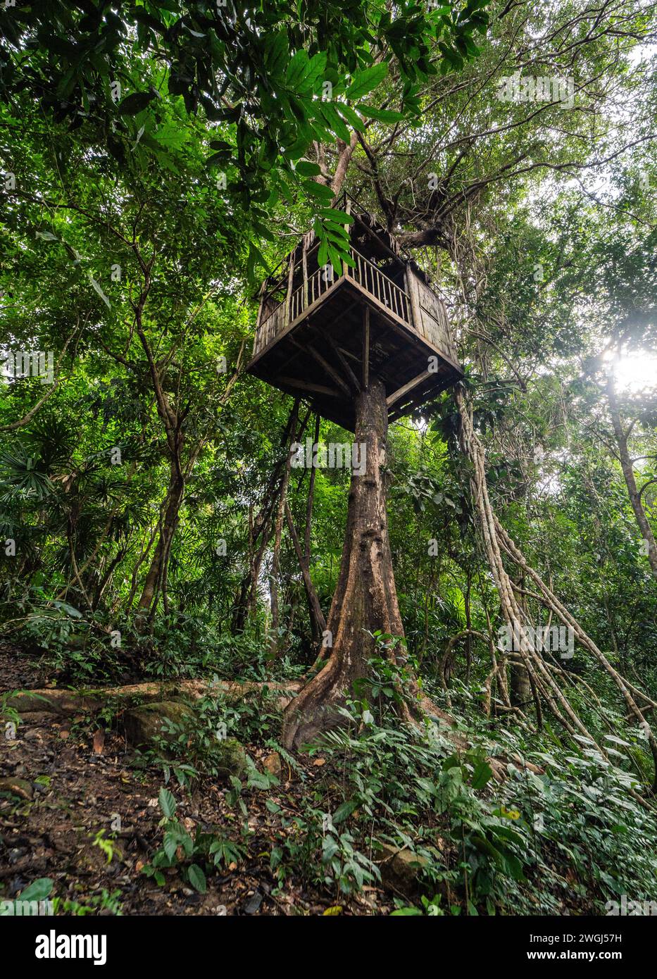 House high tree jungle remote hi-res stock photography and images - Alamy