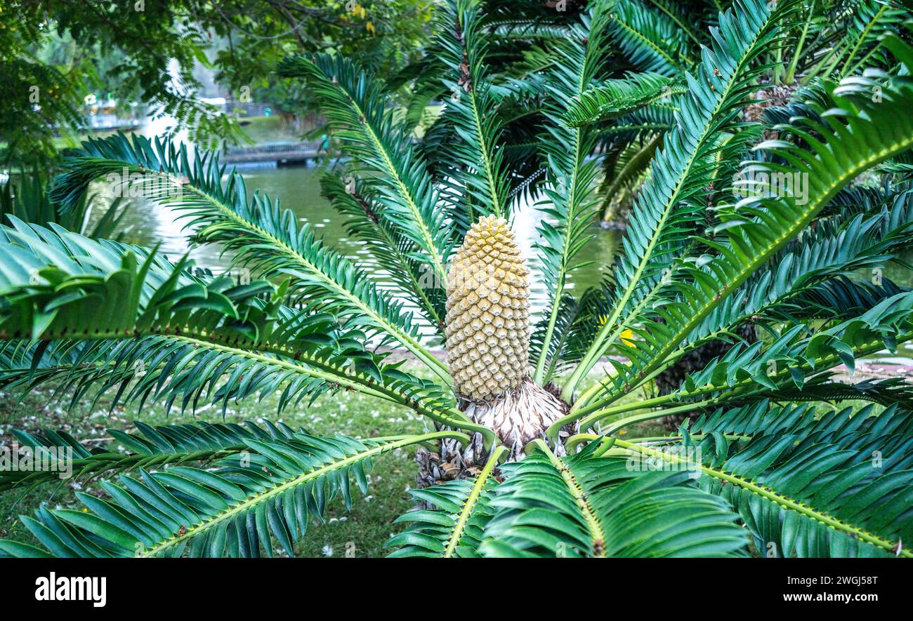 Palm tree flower Stock Photo - Alamy