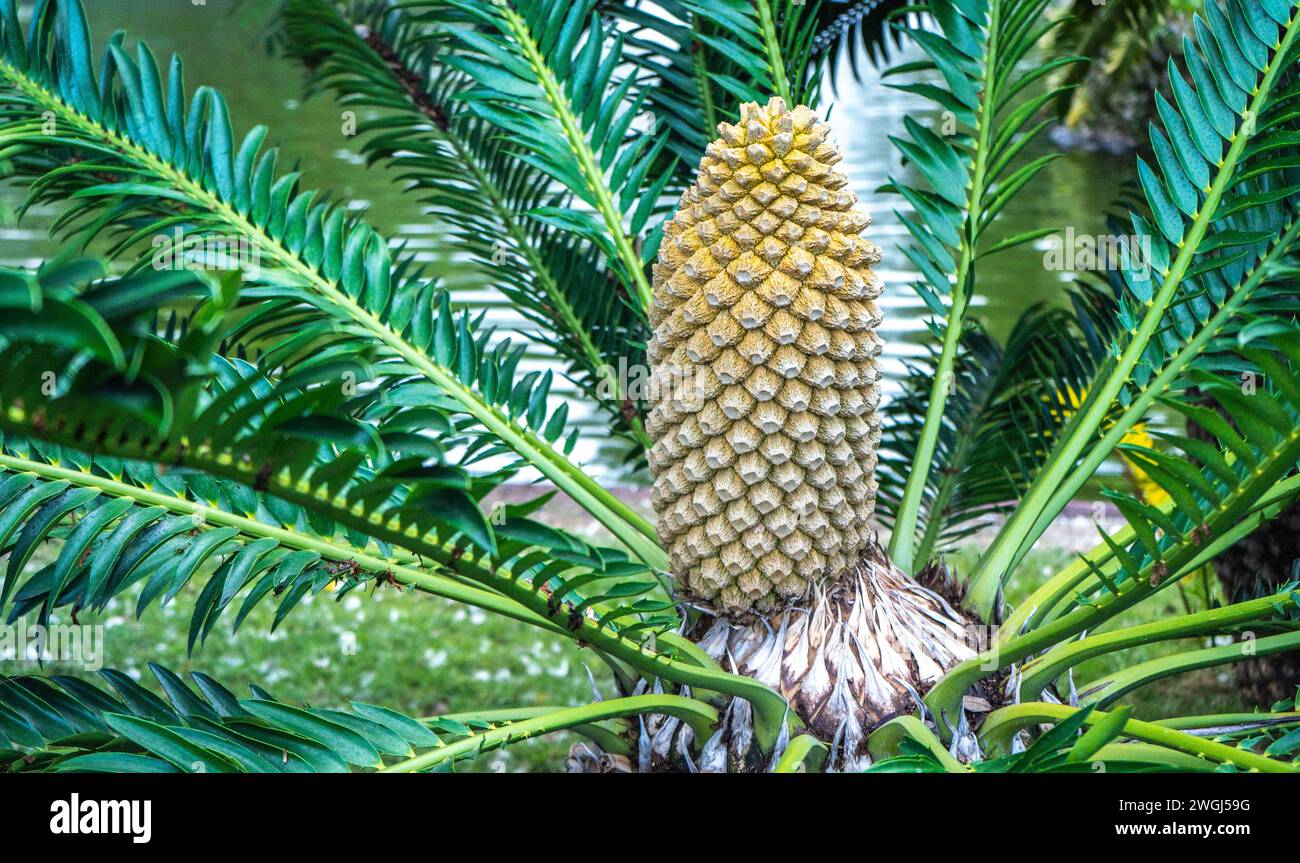 Palm tree flower Stock Photo - Alamy