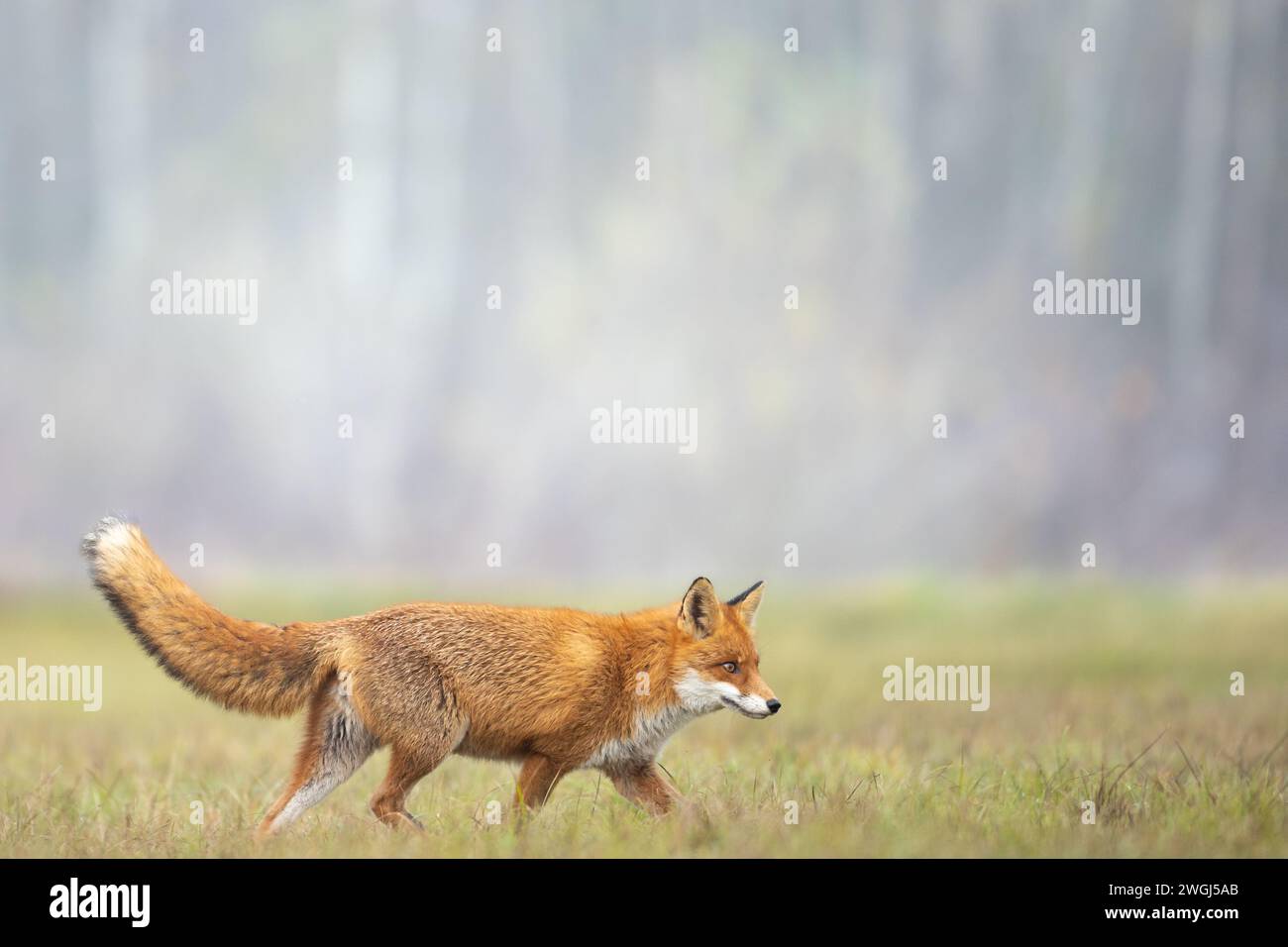 Fox Vulpes vulpes in natural scenery, Poland Europe, animal walking ...
