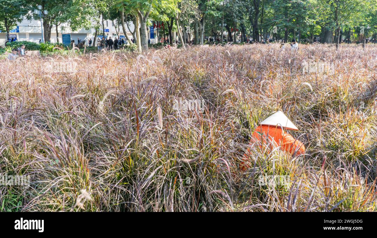 Vietnamese person with traditional hat working in the grass Stock Photo ...