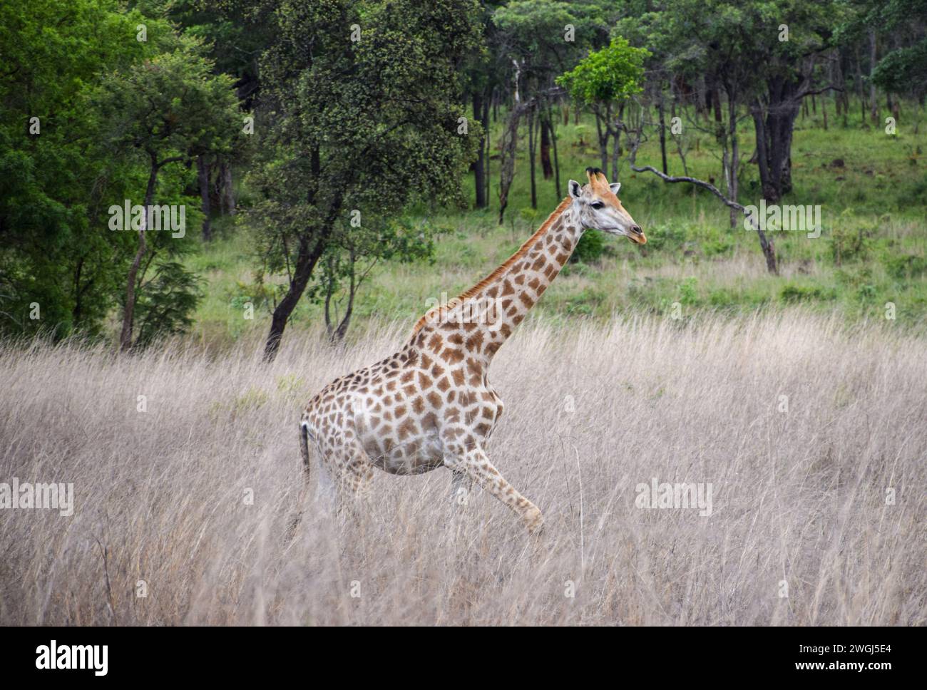 A giraffe in tall grass in a nature reserve in Zimbabwe. Credit: Vuk ...