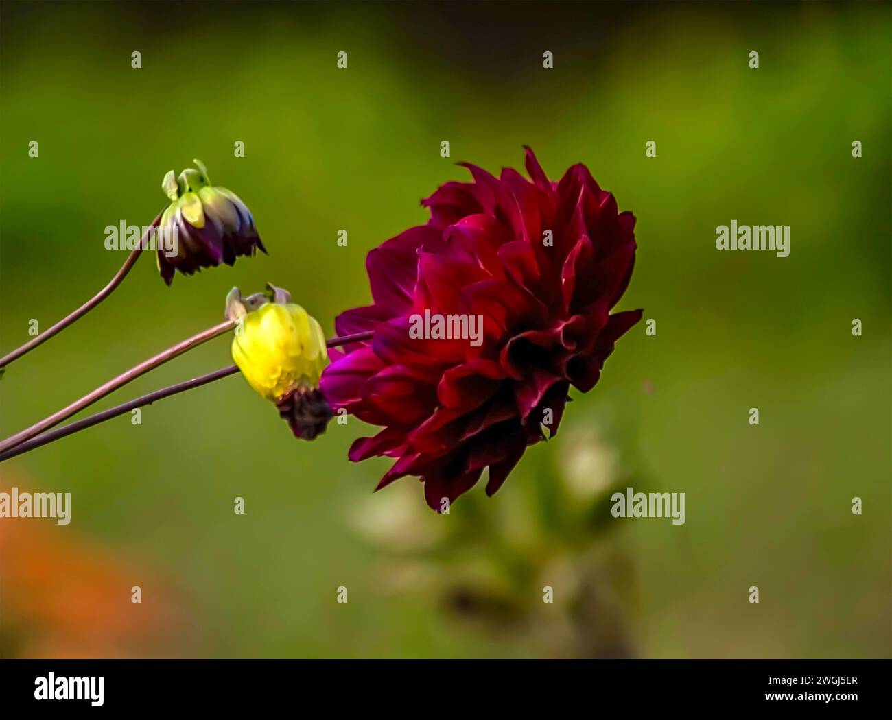 Another budding bloom hi-res stock photography and images - Alamy