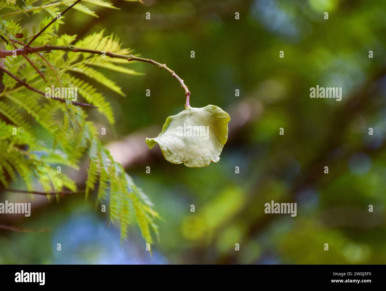 Jacaranda tree seed pod on a branch, Zimbabwe. Credit: Vuk Valcic/Alamy ...