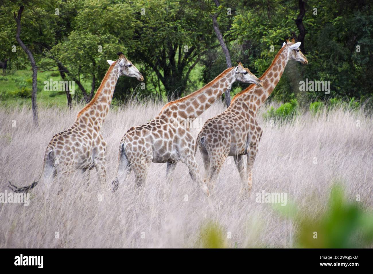 Three giraffes walk in tall grass in a nature reserve in Zimbabwe ...