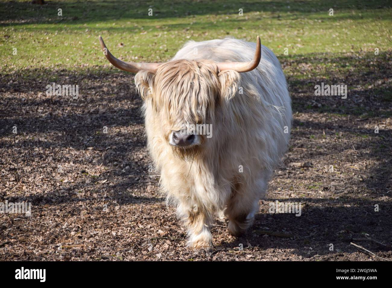 White Highland cow. Credit: Vuk Valcic/Alamy Stock Photo - Alamy