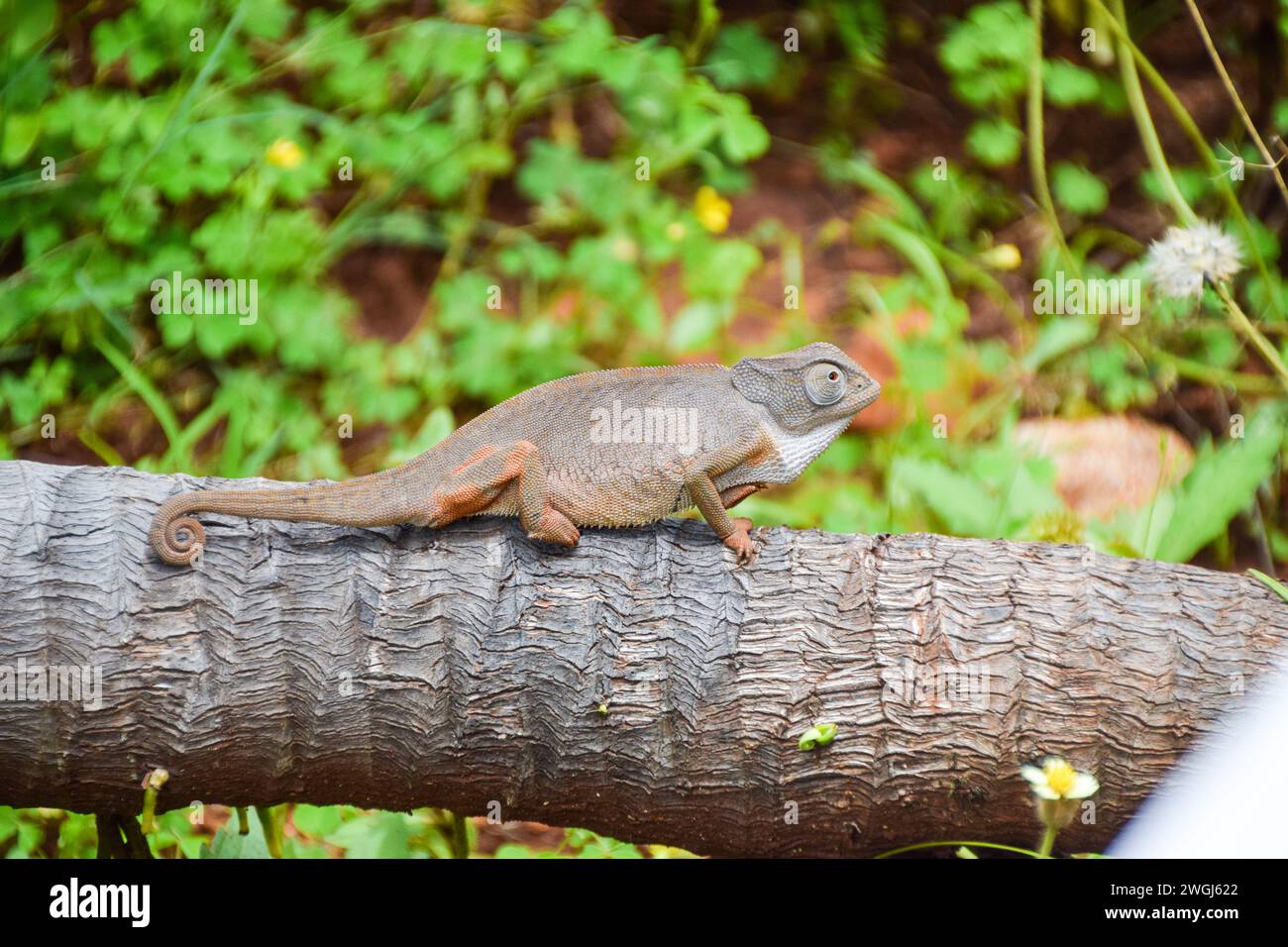 A chameleon on a tree branch in Zimbabwe. Credit: Vuk Valcic/Alamy ...