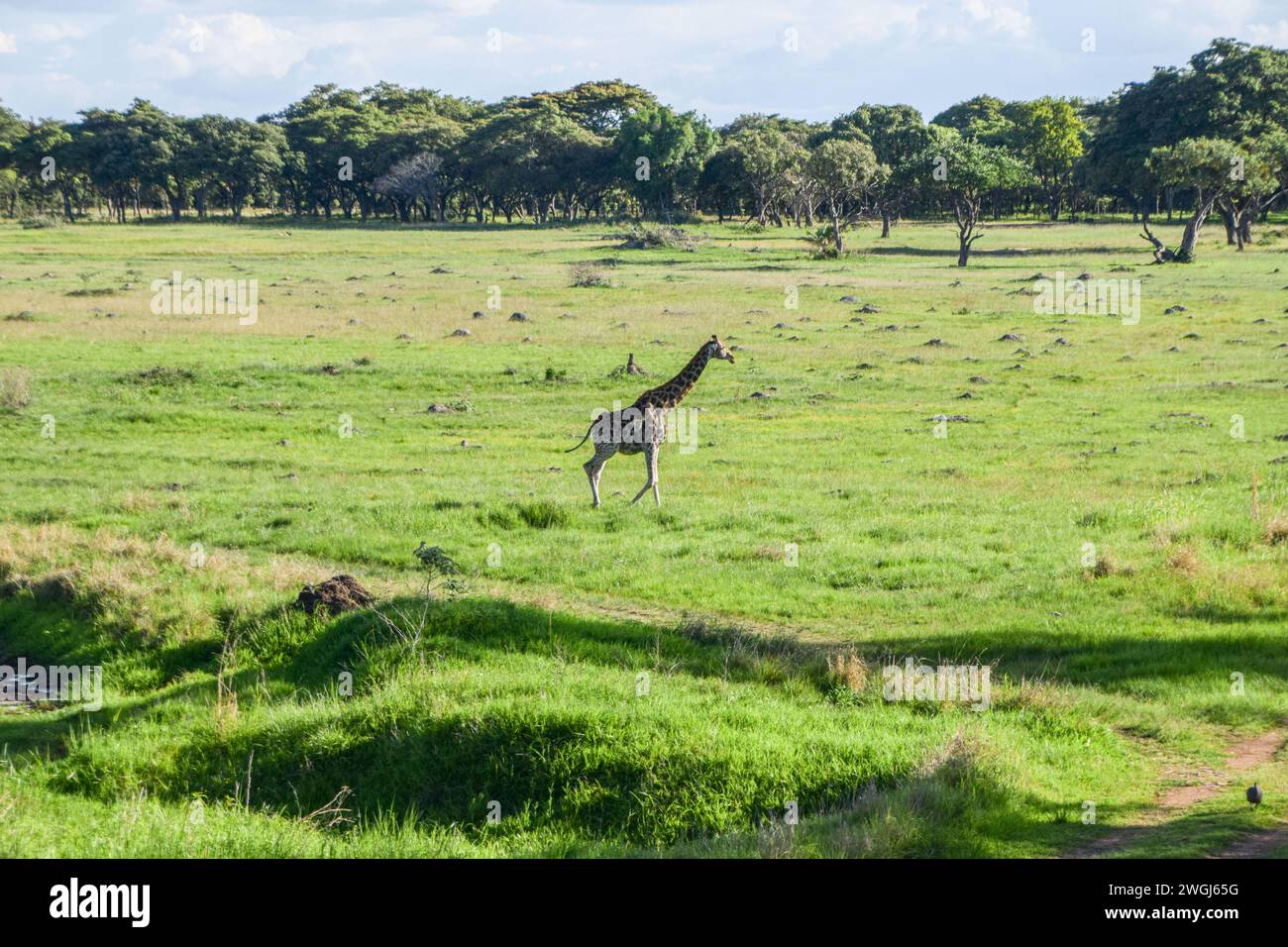 Harare forest hi-res stock photography and images - Alamy