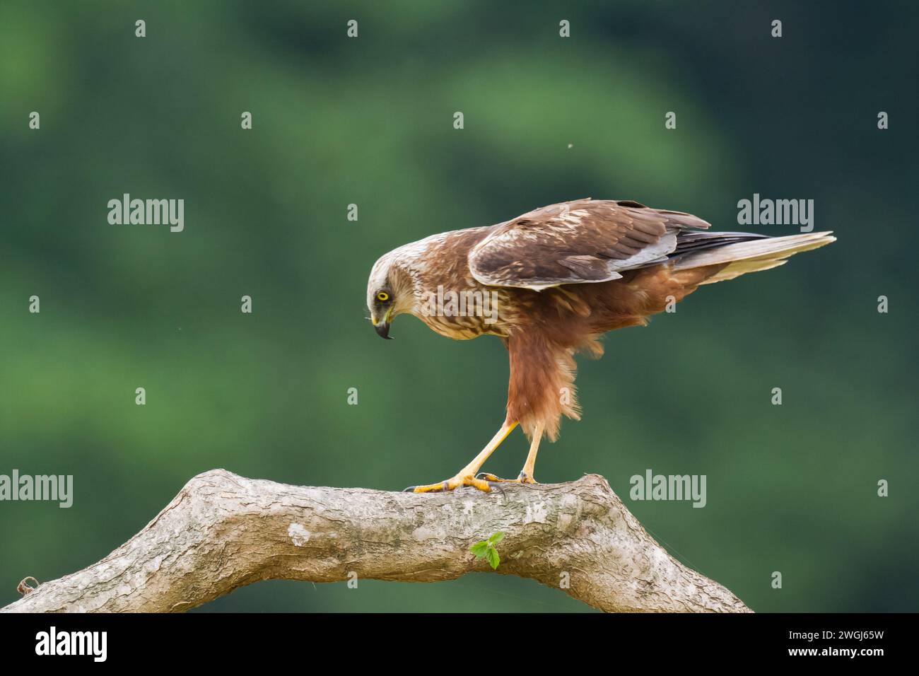 Flying Birds of prey Marsh harrier Circus aeruginosus, hunting time ...