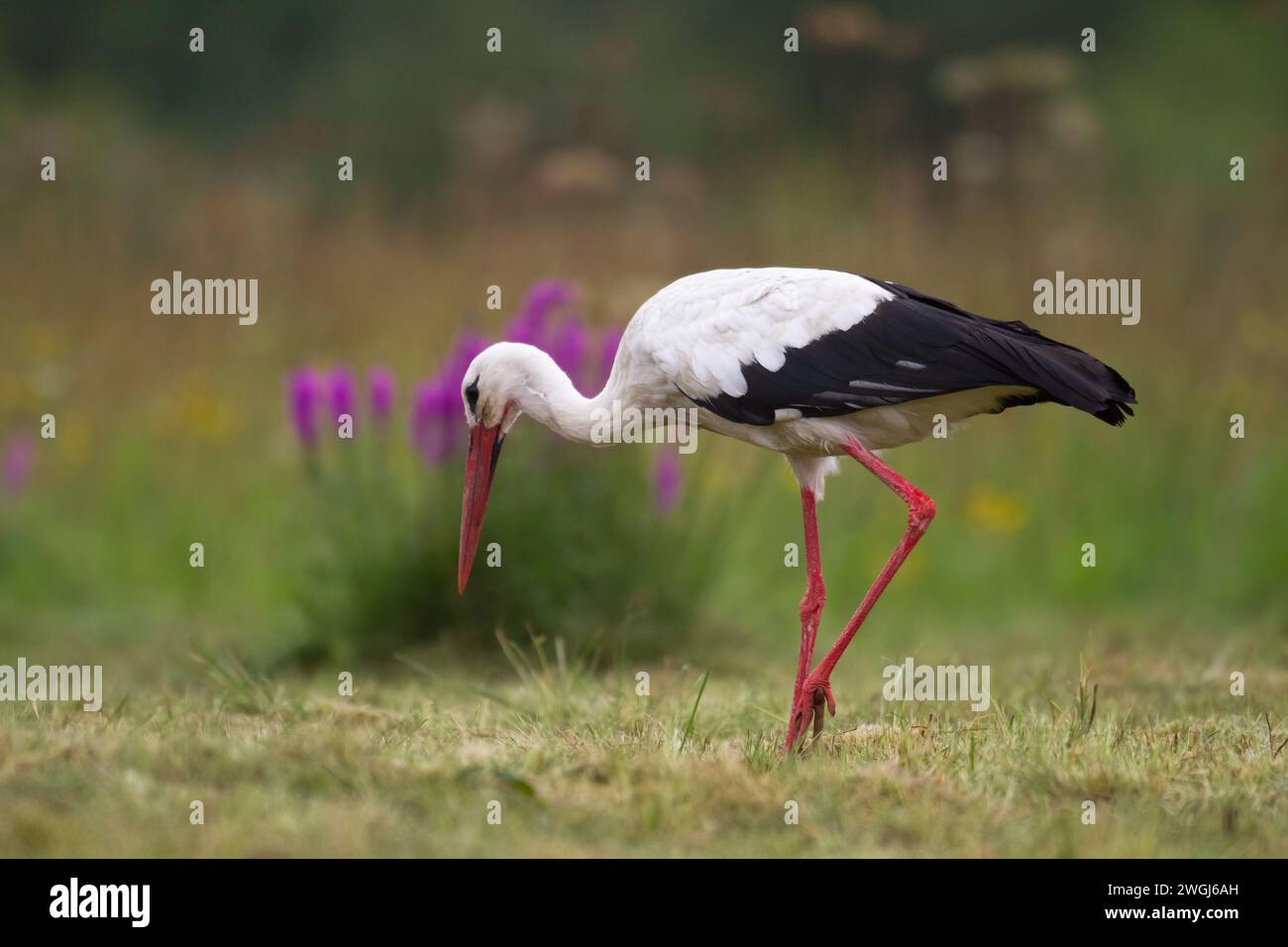 Bird white stork Ciconia ciconia walking among meadow Poland Europe ...