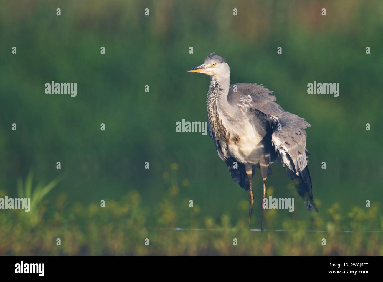 Bird Grey heron, gray heron Ardea cinerea bird on dark green background ...
