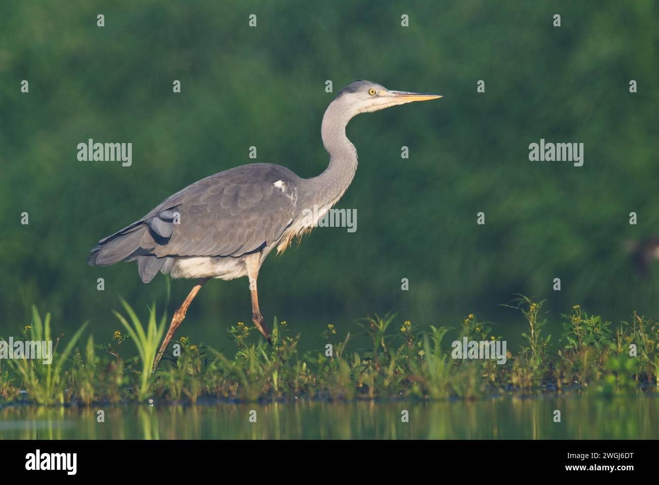 Bird Grey heron, gray heron Ardea cinerea bird on dark green background ...