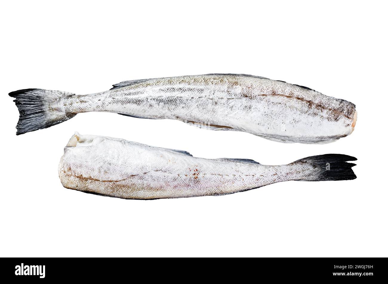 Raw Pollock fish ready to cook. Isolated on white background. Top view ...