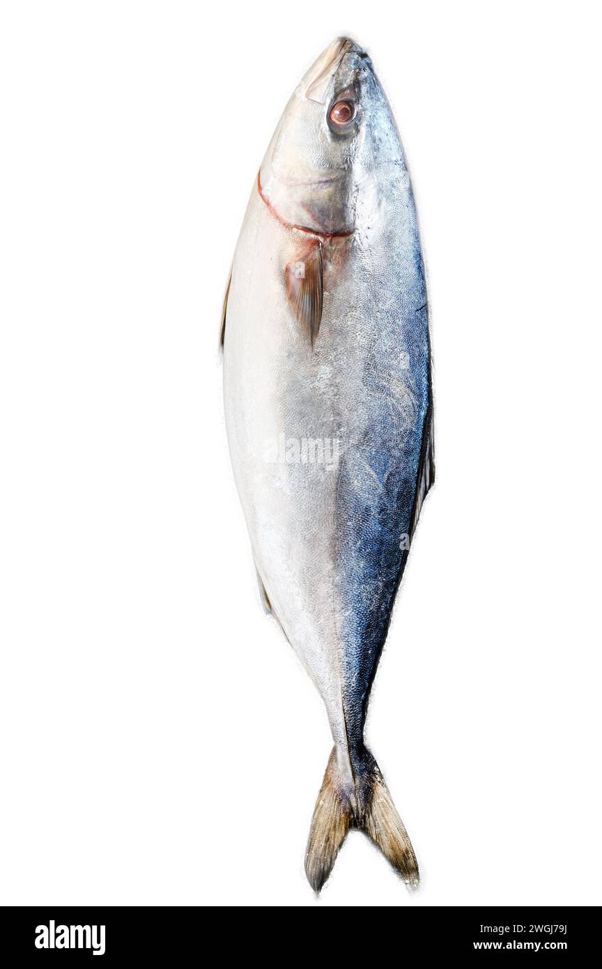 Fresh whole raw Japanese yellowtail. Fish Amberjack. Isolated on white ...