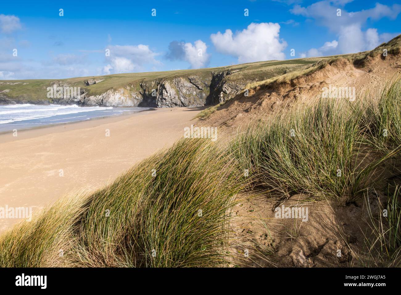Marram Grass growing and stabilizing stabilising the massive Sand dune ...
