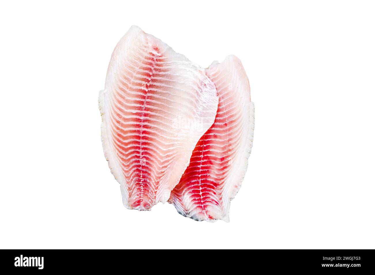 Raw fillet of telapia Isolated on white background. Top view Stock ...