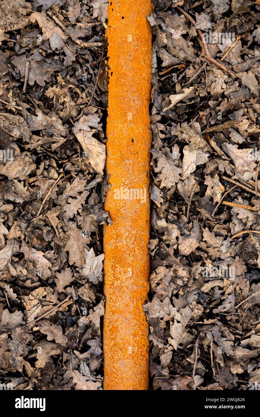Picture by Shaun Fellows / Alamy. Rusty pipes dumped and left in a wood ...
