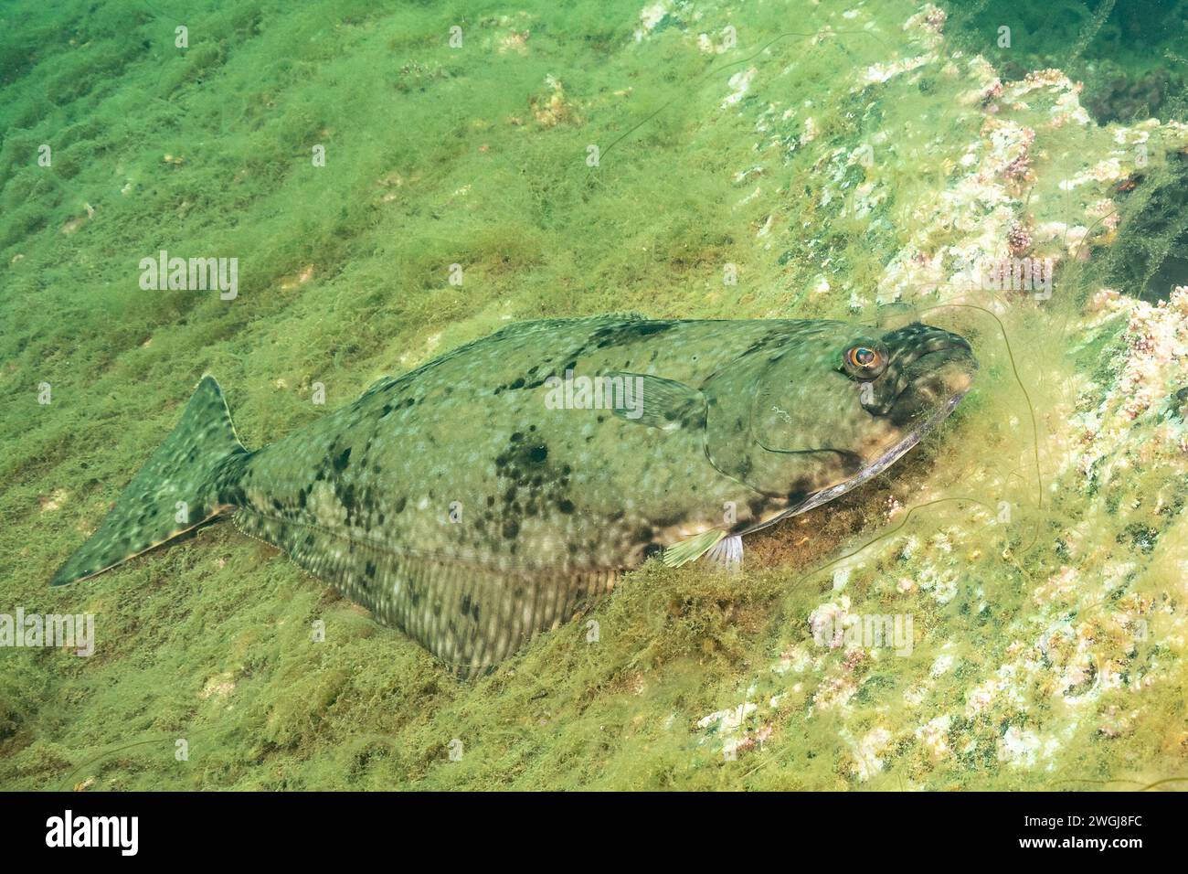 Atlantic halibut (Hippoglossus hippoglossus) at northern Norway Stock ...