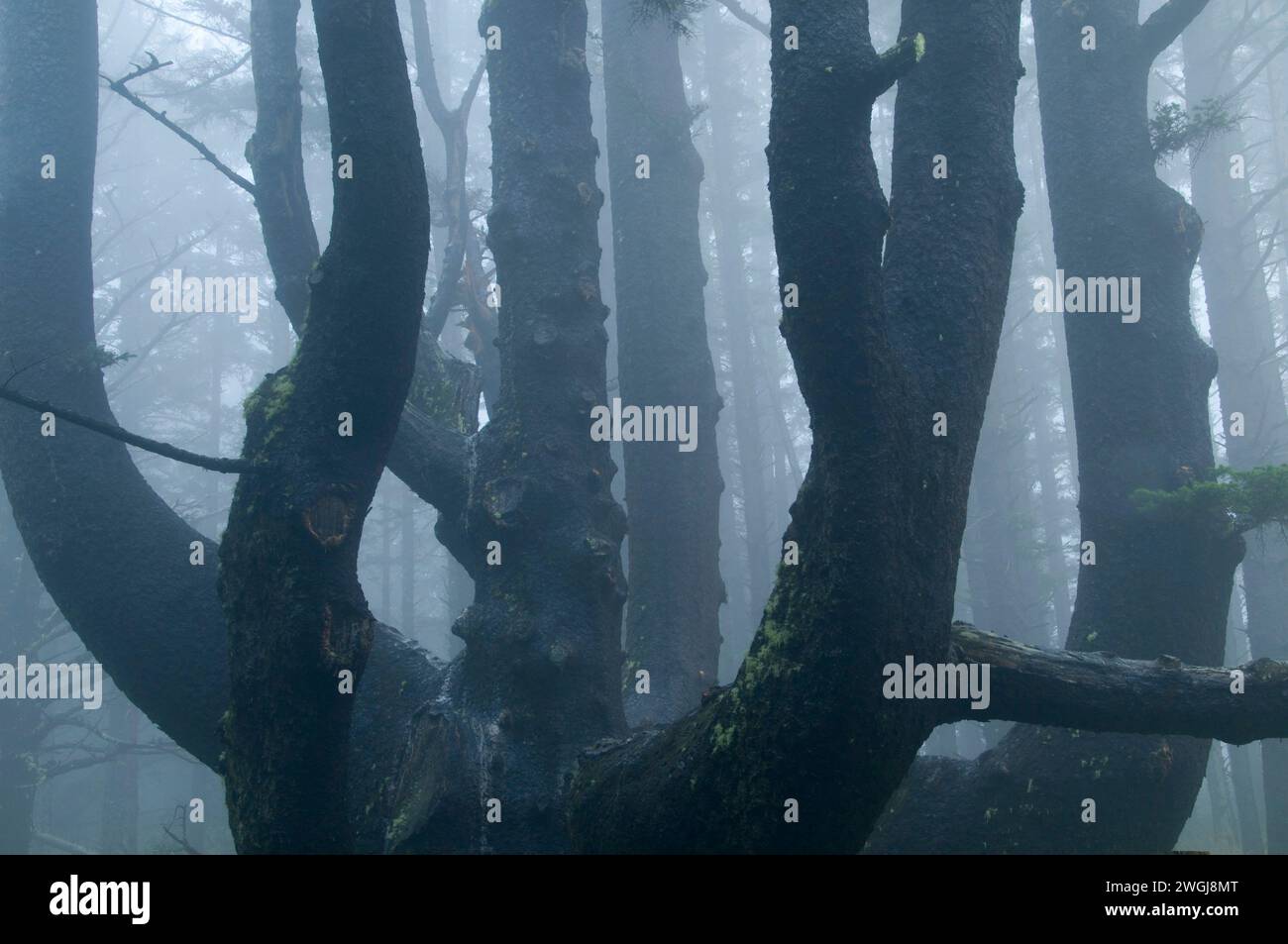 Octopus Tree, Cape Meares State Park, Oregon Stock Photo - Alamy