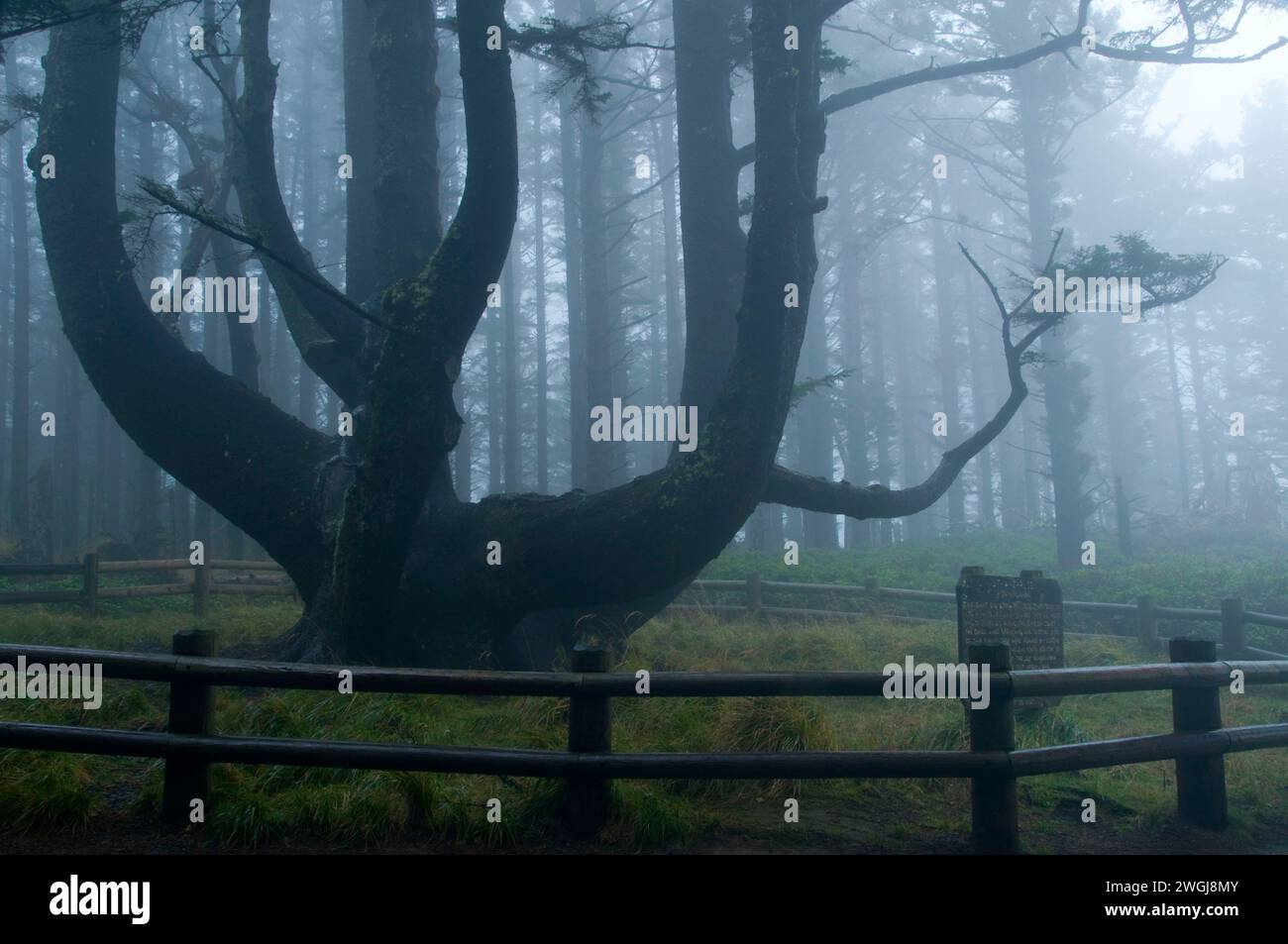 Octopus tree hi-res stock photography and images - Alamy