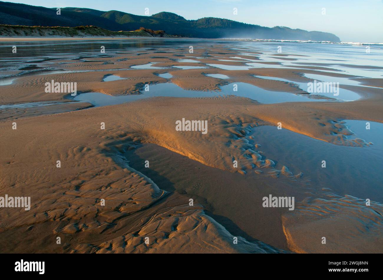 Netarts Spit beach, Cape Lookout State Park, Oregon Stock Photo - Alamy