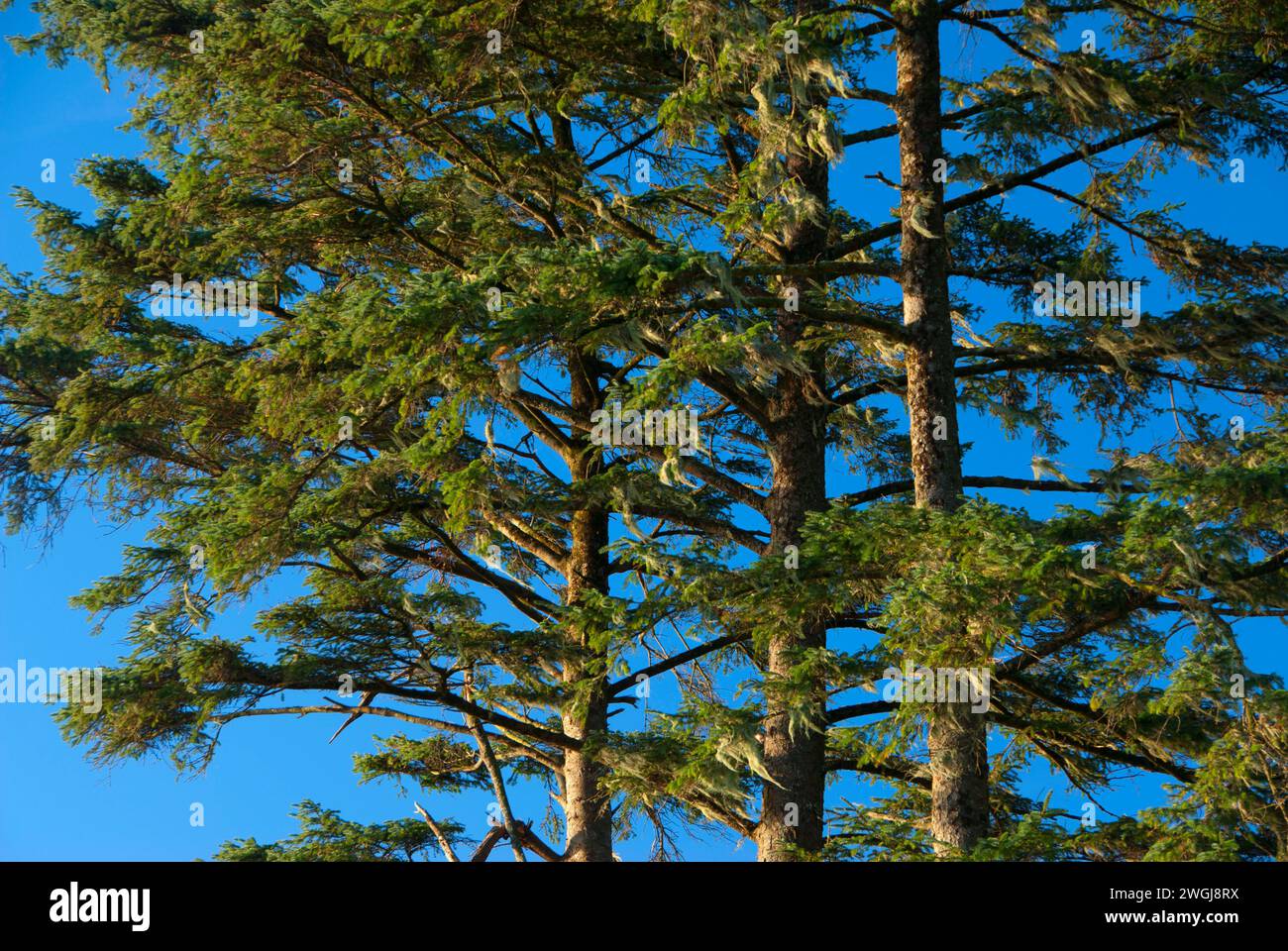 Sitka spruce (Picea sitchensis) forest, Bayocean Peninsula, Oregon ...