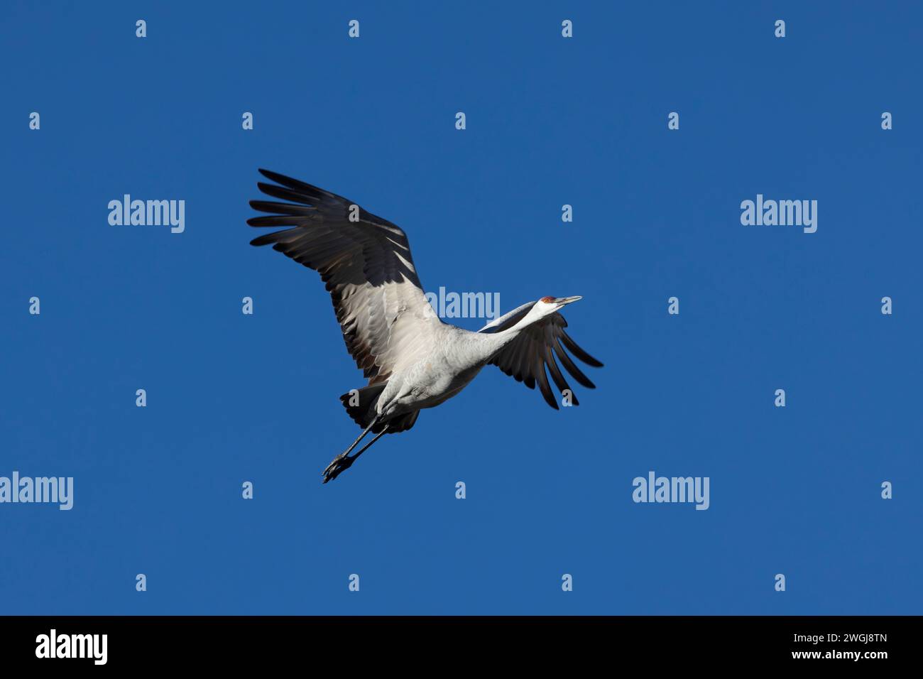 Crane with wings spread hi-res stock photography and images - Alamy