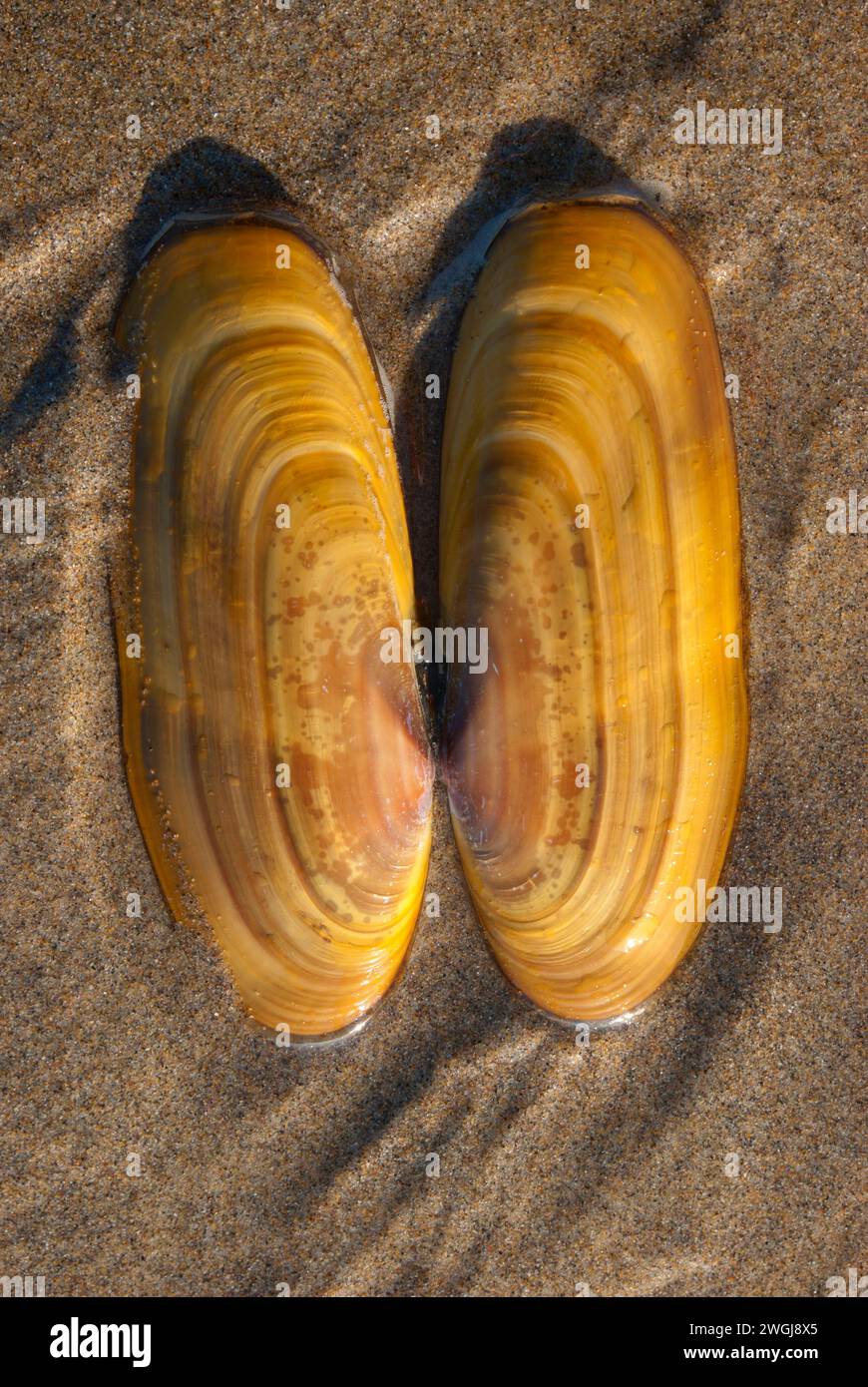 Razor clam shells, Bayocean Peninsula, Oregon Stock Photo - Alamy