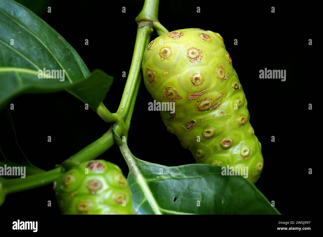 Noni fruit ( Morinda citrifolia) with natural background blur. Noni is ...