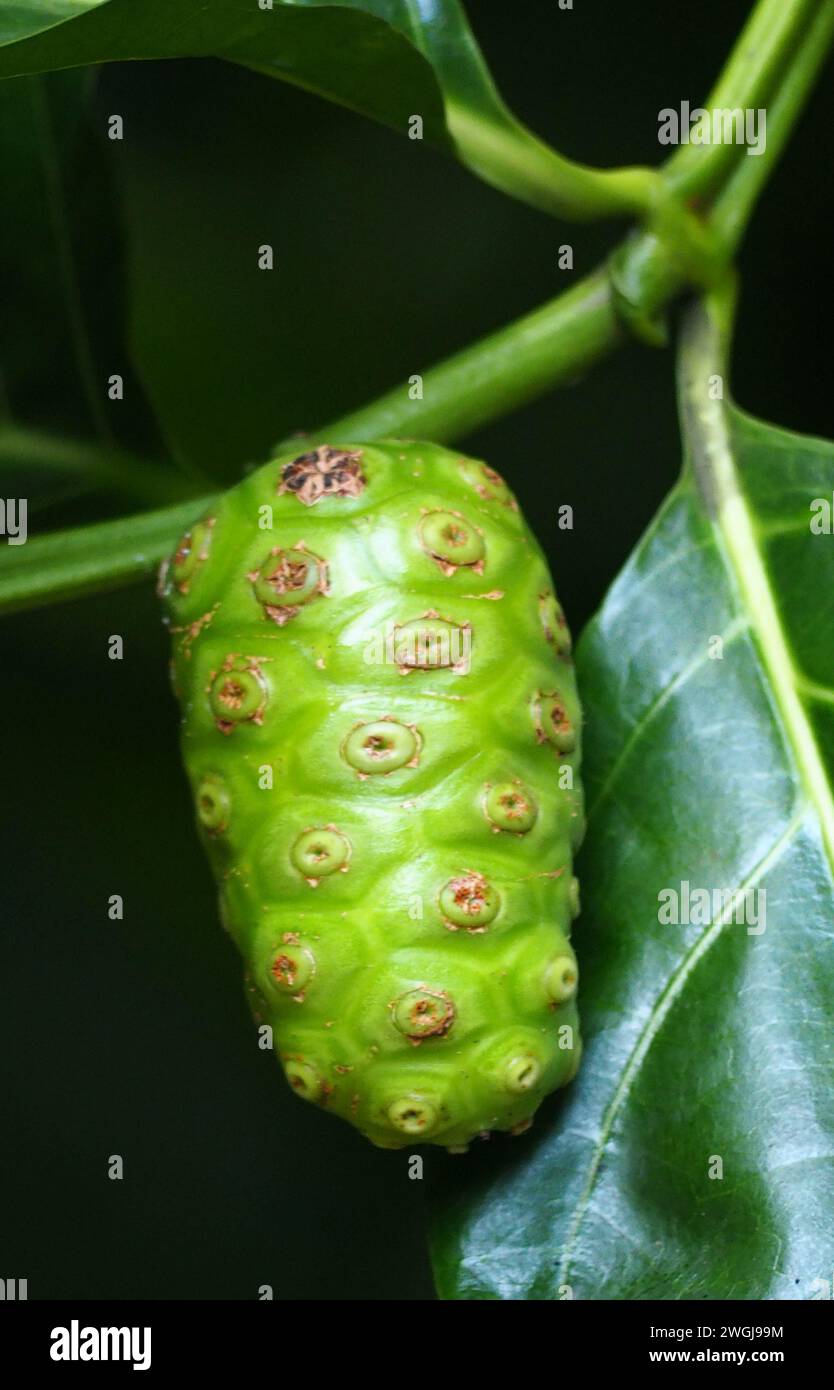 Noni fruit ( Morinda citrifolia) with natural background blur. Noni is ...