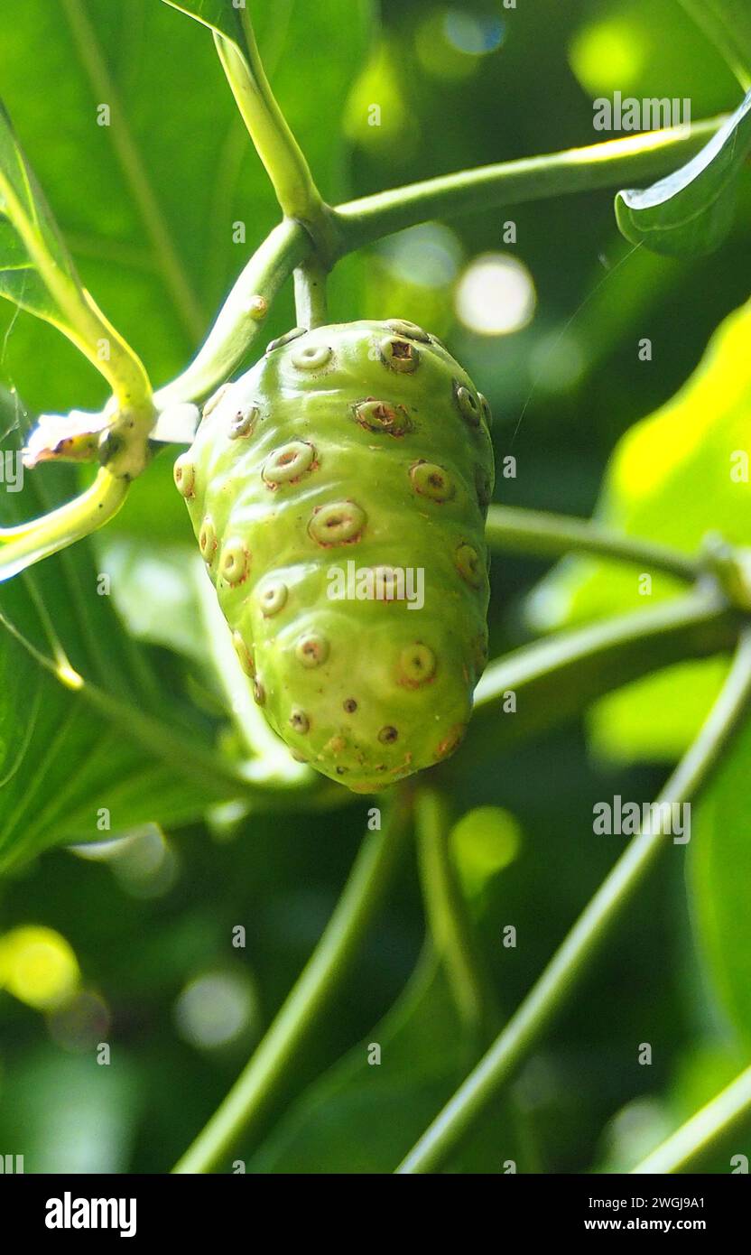 Noni fruit ( Morinda citrifolia) with natural background blur. Noni is ...
