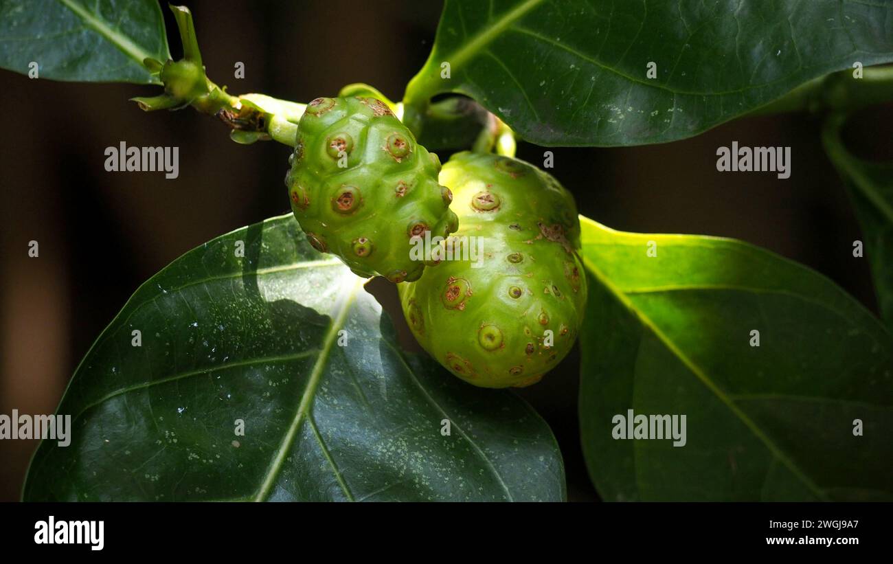 Noni fruit ( Morinda citrifolia) with natural background blur. Noni is ...