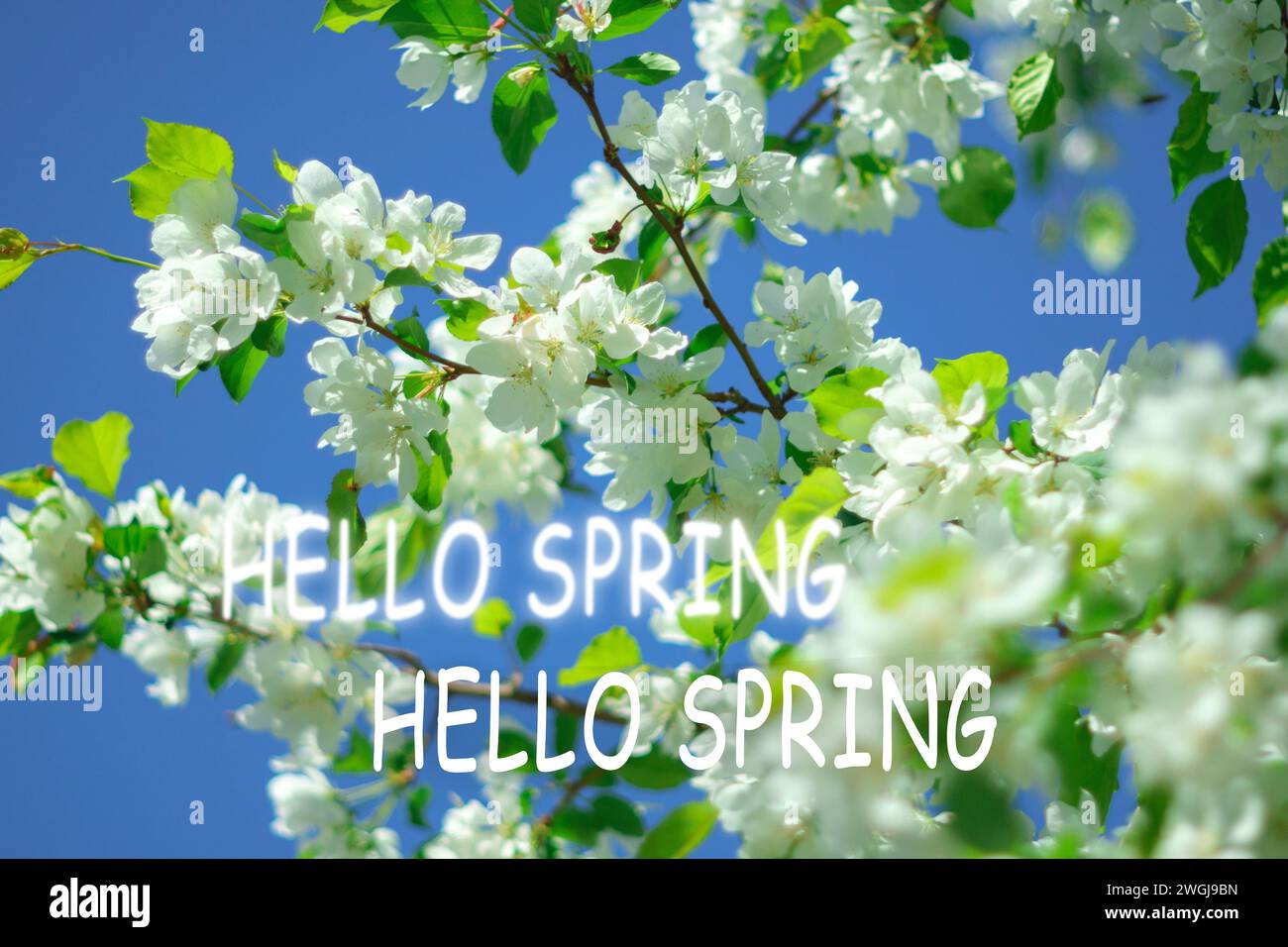 Hello, spring, the sunlight breaking through the crowns of the trees ...